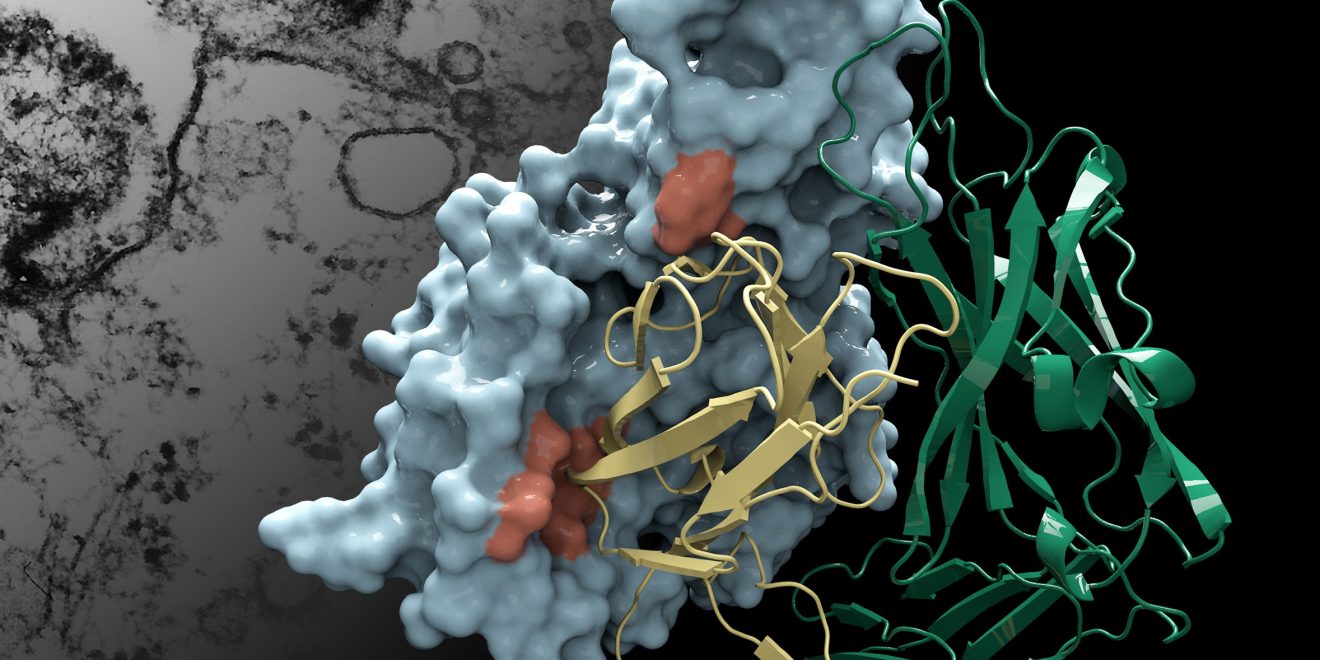 Mikoplazma (Mycoplasma) ve Ureaplasma Enfeksiyonu Nedir? – Cinsel Yolla ...